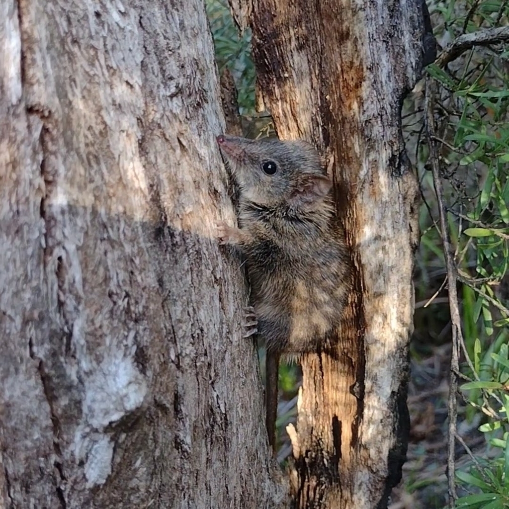 Agile Antechinus (Antechinus agilis) - Know Your Mammals