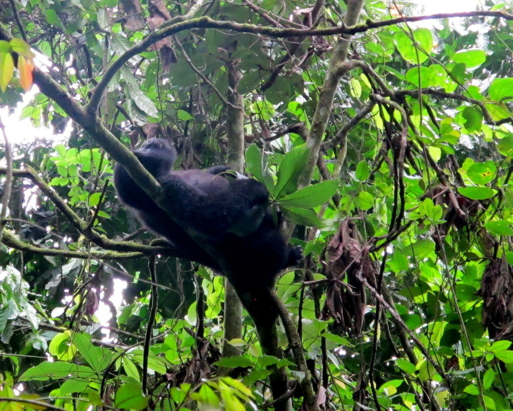 Mountain Gorilla in September 2012 by Claire O'Neill. More photos of ...