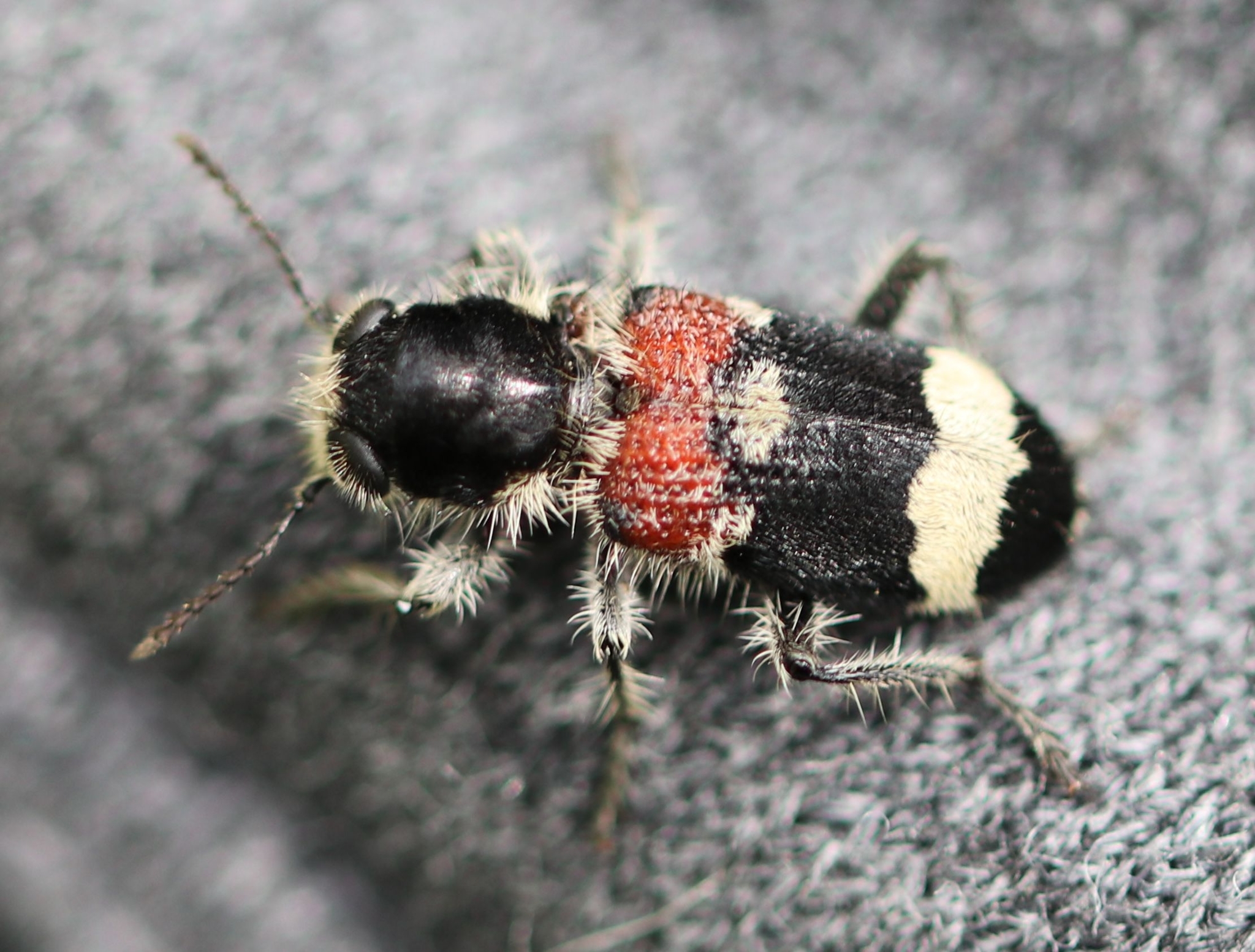 Clerus mutillarius Fabricius, 1775