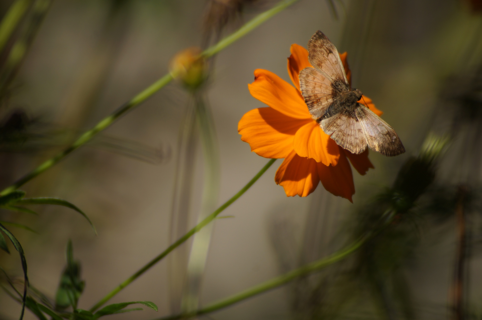 Carrhenes Godman & Salvin, 1895