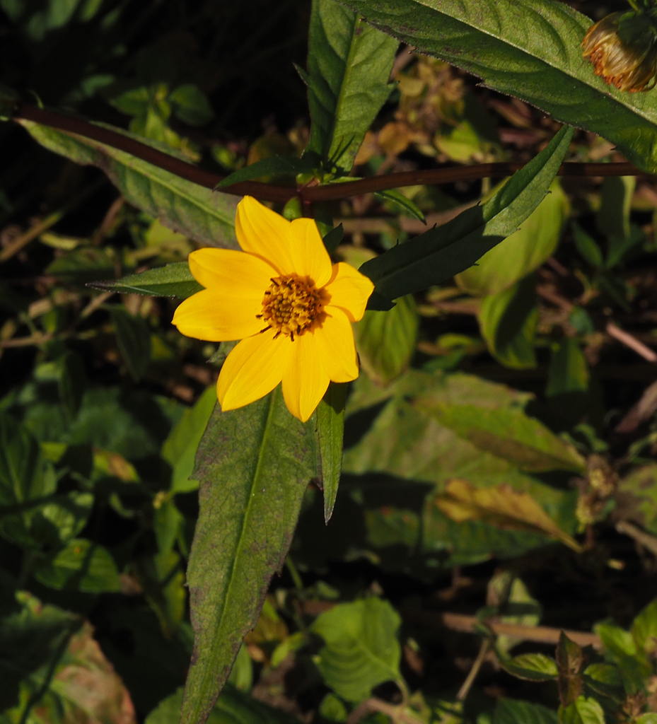 Smooth Beggarticks from Dyke Marsh, George Washington Memorial Parkway ...