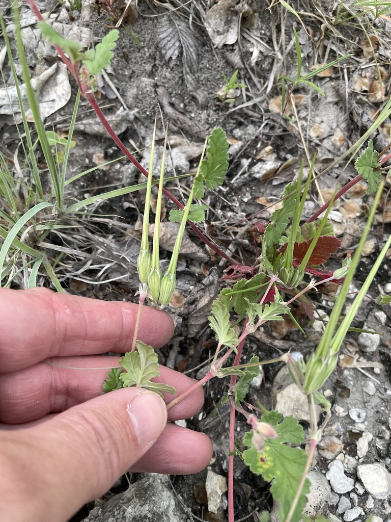 Texas stork's bill from Oakmont Park, Fort Worth, TX, US on April 28 ...