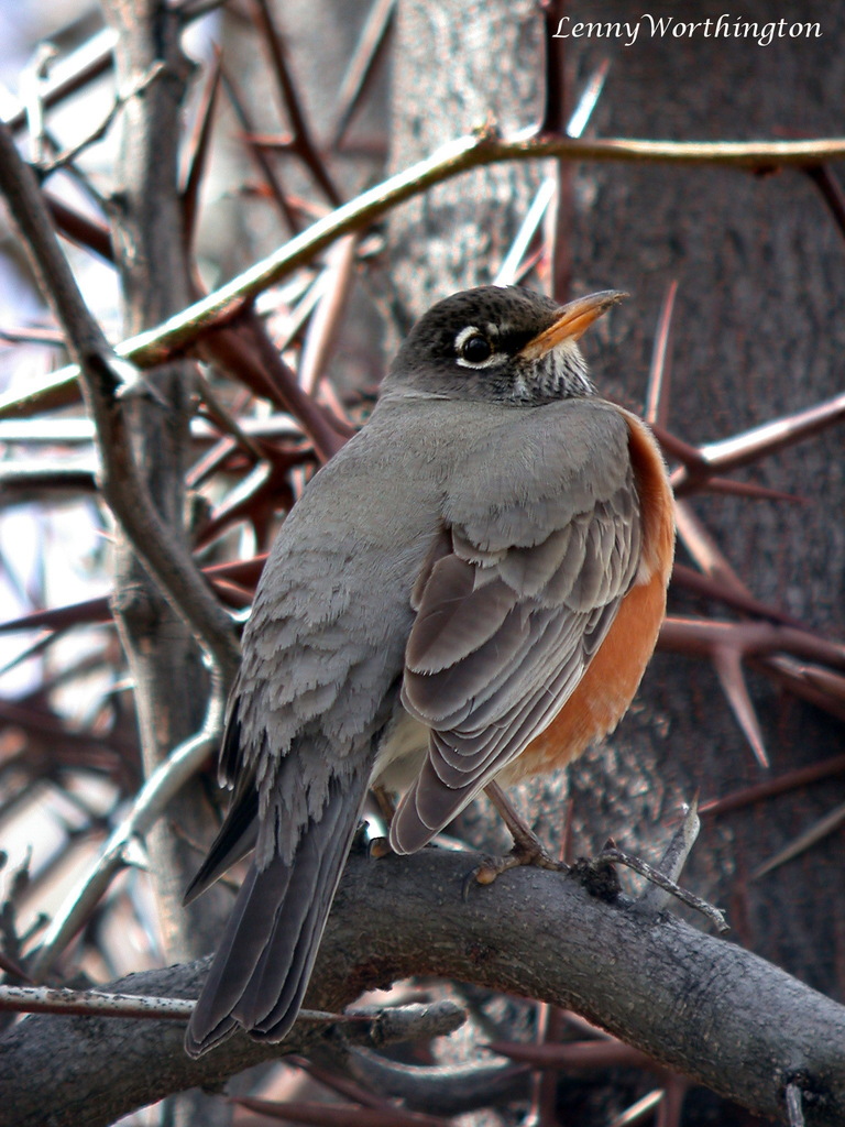 American Robin (Fauna of Severson Dells) · iNaturalist