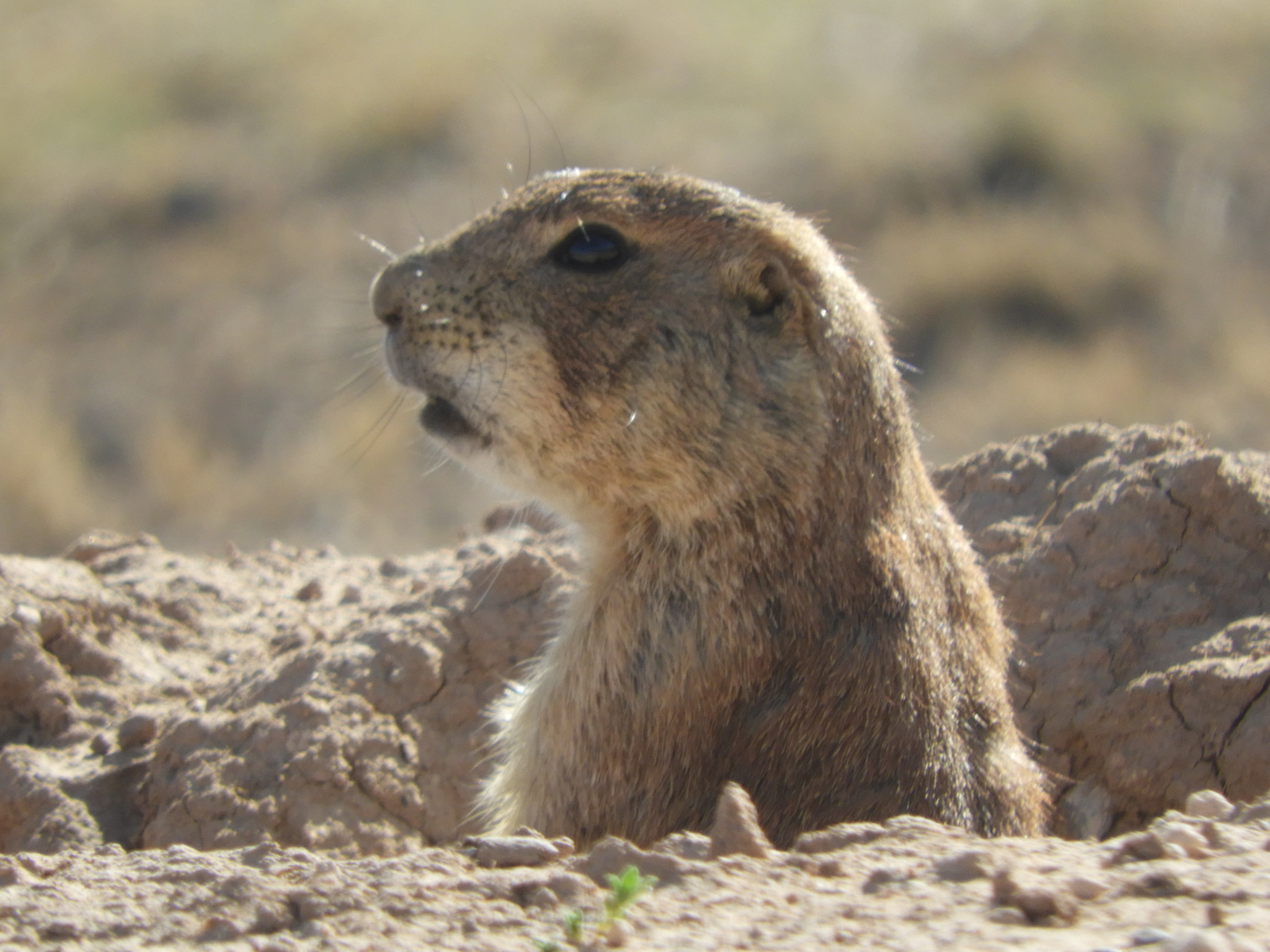 Cynomys mexicanus Merriam, 1892