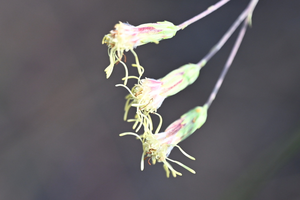 Florida brickell-bush from SW 122nd Ave, Miami, FL, US on April 28 ...