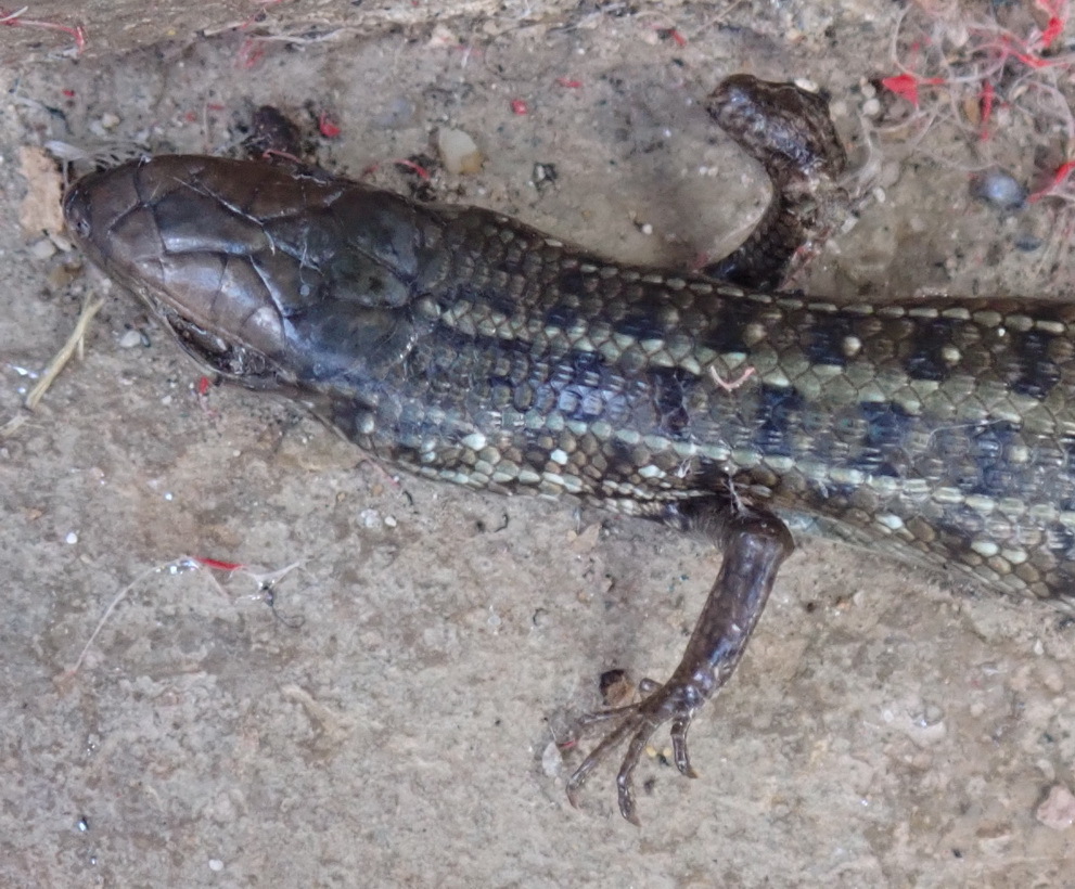 Cape Skink from Kirstenbosch National Botanical Garden, Wynberg NU (2 ...