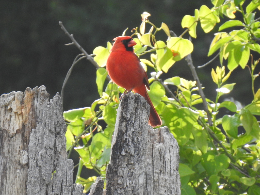 Northern Cardinal from Flower Mound, TX, USA on April 28, 2023 at 08:43 ...