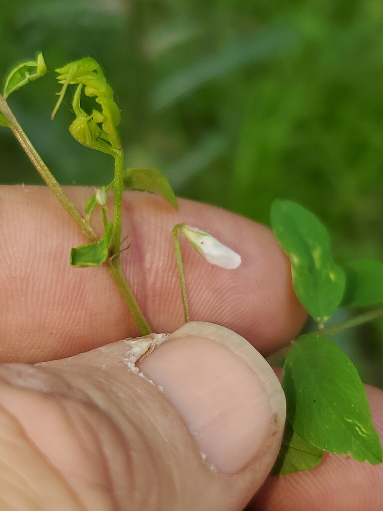 slender vetch from St Martin Parish, LA, USA on April 3, 2023 at 08:56 ...