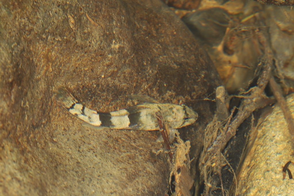 Torrentfish in April 2023 by Luke Sutton · iNaturalist