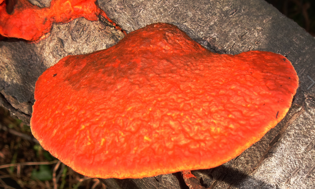 Northern Cinnabar Polypore from Armstrong County, Pennsylvania, USA on ...