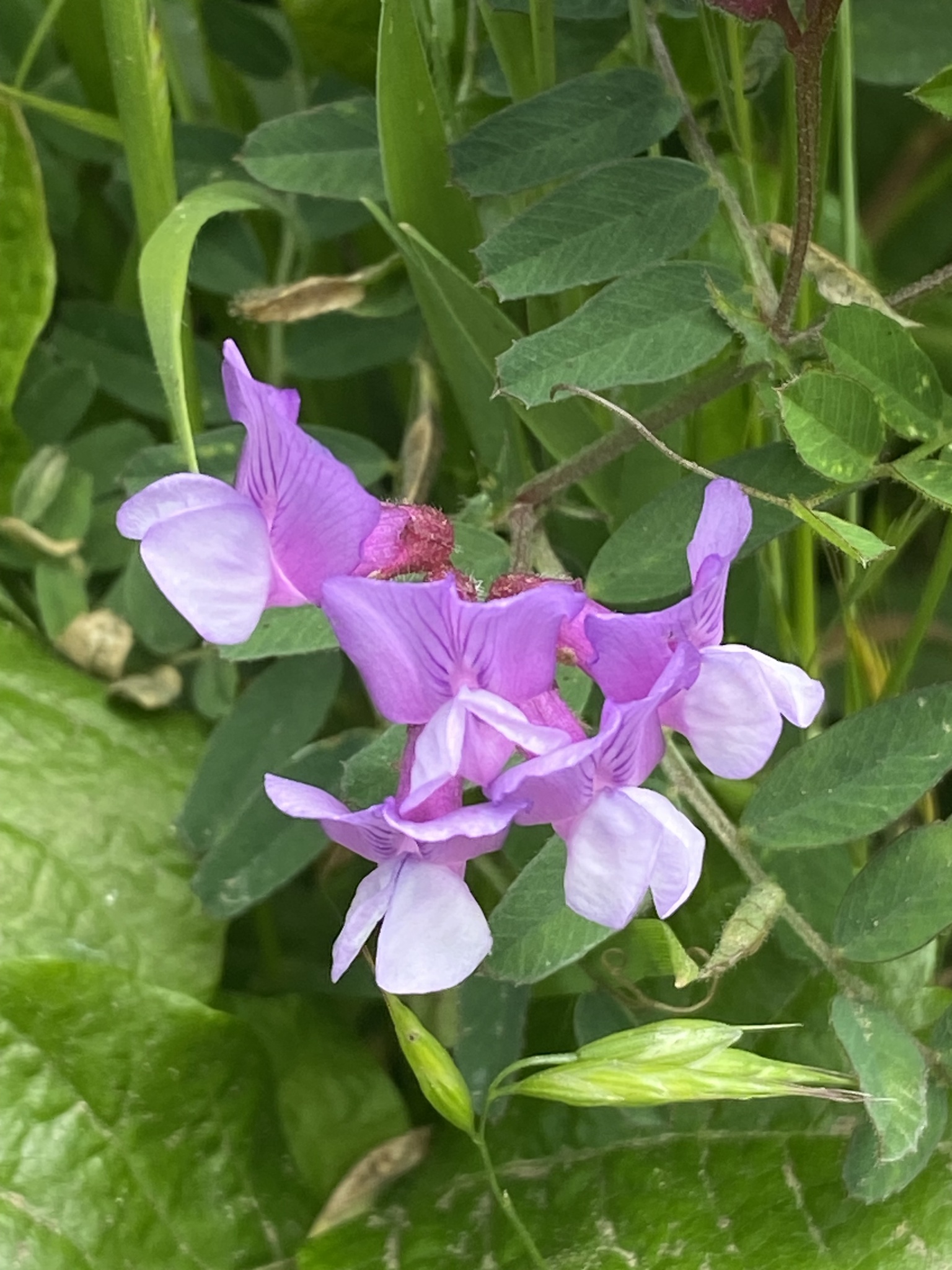 Vicia americana Muhl. ex Willd.