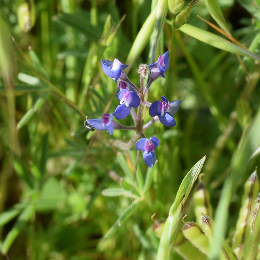 Miniature Lupine from Calero County Park, SCC, CA, USA on April 28 ...