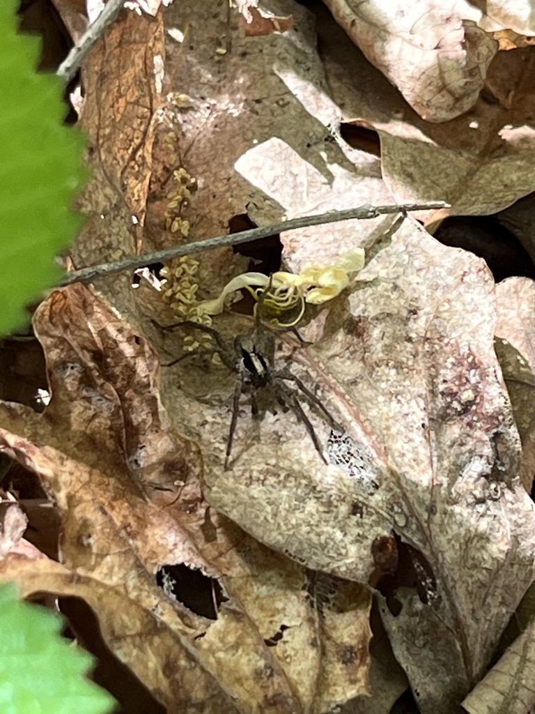 Wolf Spiders from Weldon Spring Conservation Area, Weldon Spring, MO ...