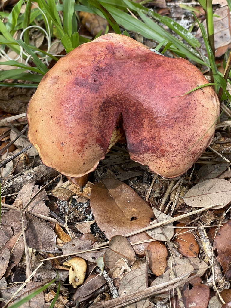 boletes from Palm Beach, Florida, United States on April 28, 2023 at 10 ...