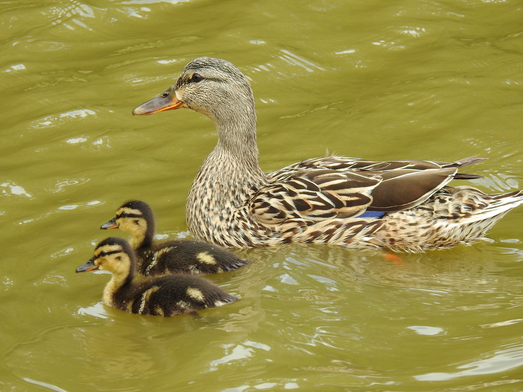 Mallard from Flower Mound, TX, USA on April 28, 2023 at 12:43 PM by ...
