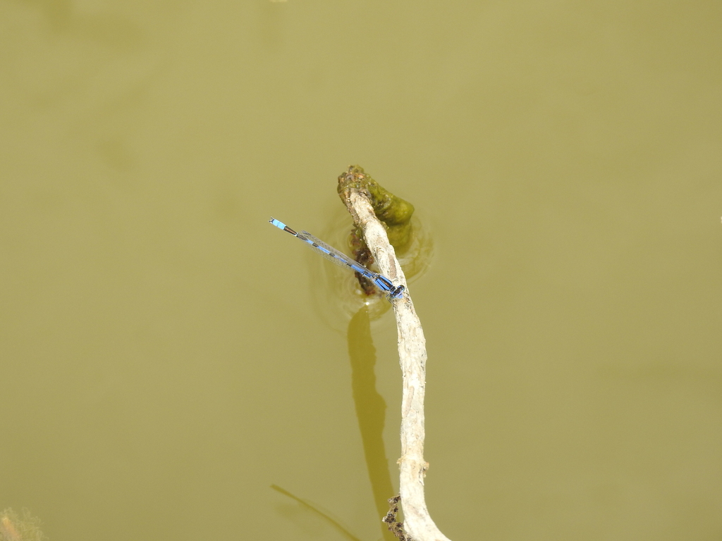 Familiar Bluet from Flower Mound, TX, USA on April 28, 2023 at 12:54 PM ...
