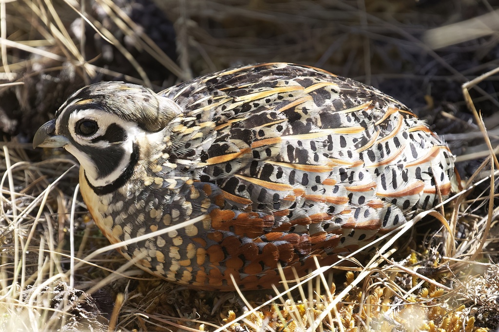 Ocellated Quail in April 2023 by stanlilley · iNaturalist