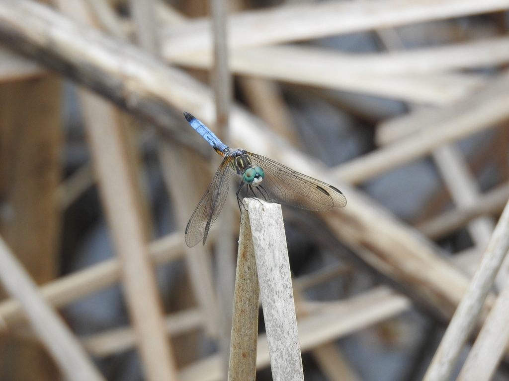 Blue Dasher from Flower Mound, TX, USA on April 28, 2023 at 02:09 PM by ...