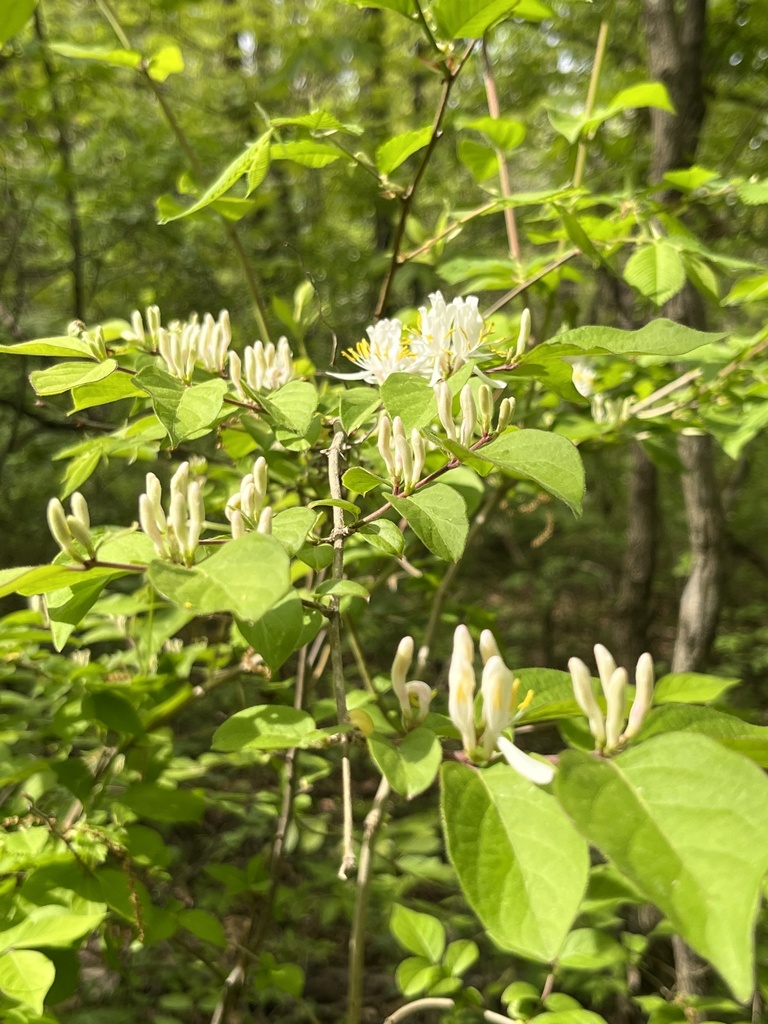 Amur honeysuckle from Weldon Spring Conservation Area, Weldon Spring ...