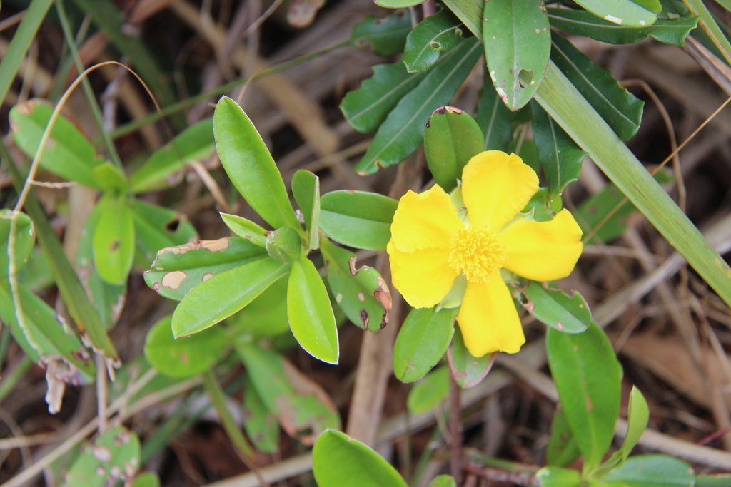 Climbing Guinea flower from Sydney NSW, Australia on October 30, 2017 at 11:48 PM by jcorrie ...