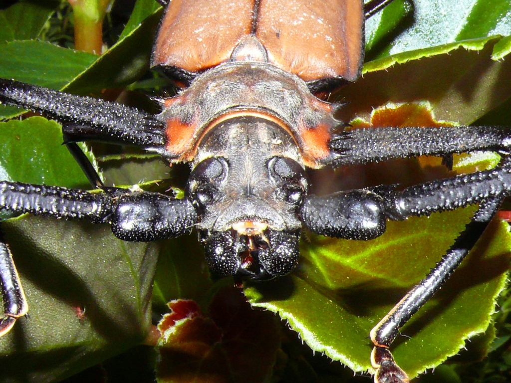Longhorn Beetles from Norcasia, Caldas, Colombia on November 14, 2010 ...
