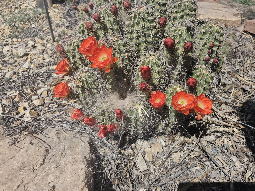 Scarlet Hedgehog Cactus from Valencia County, US-NM, US on April 28 ...