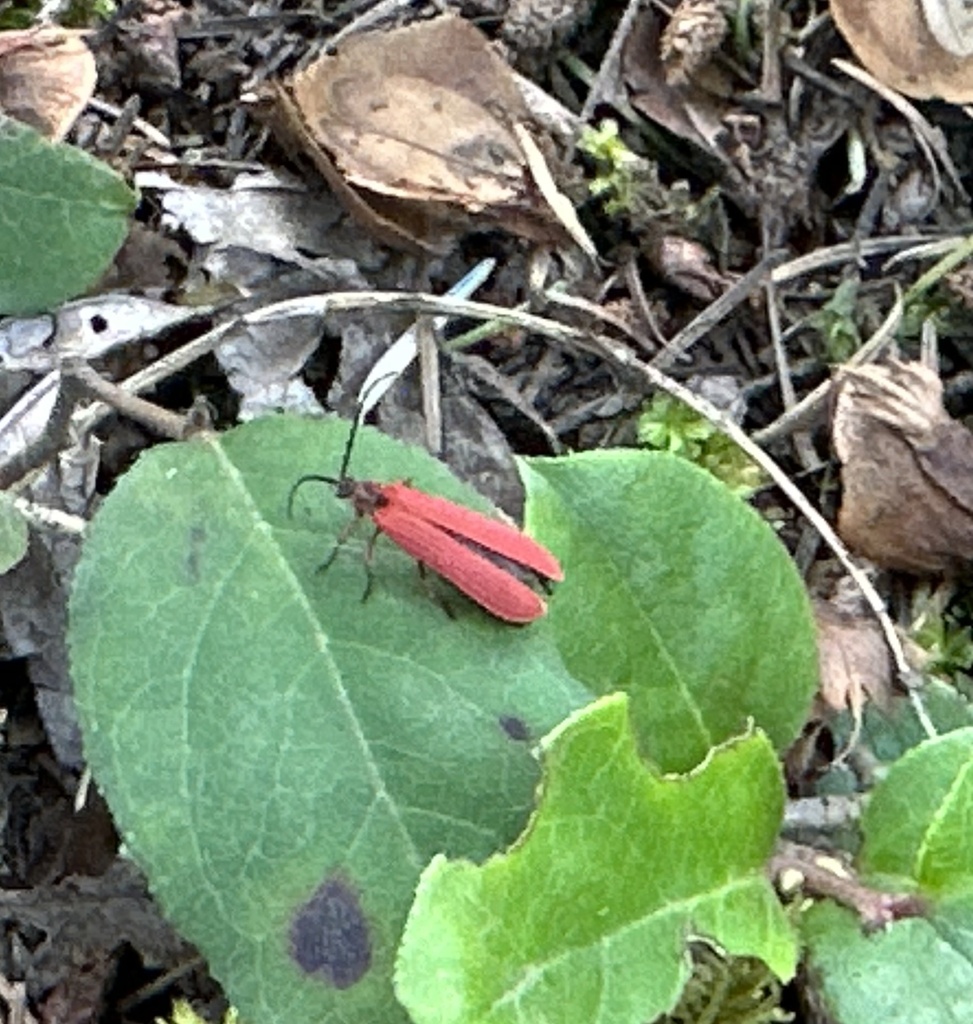 Red Net-winged Beetle from Sharpe Park, Anacortes, WA, US on April 28 ...