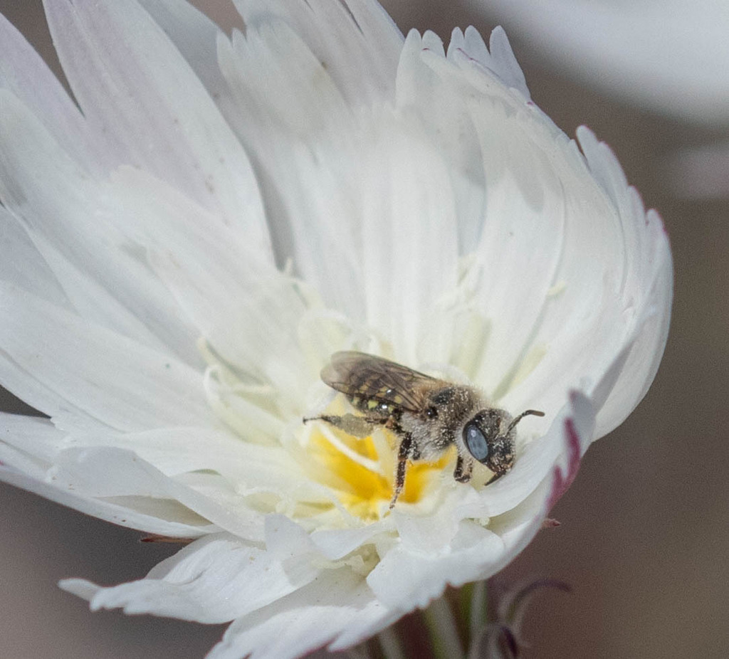 Calliopsis puellae from San Diego County, CA, USA on April 08, 2023 at ...