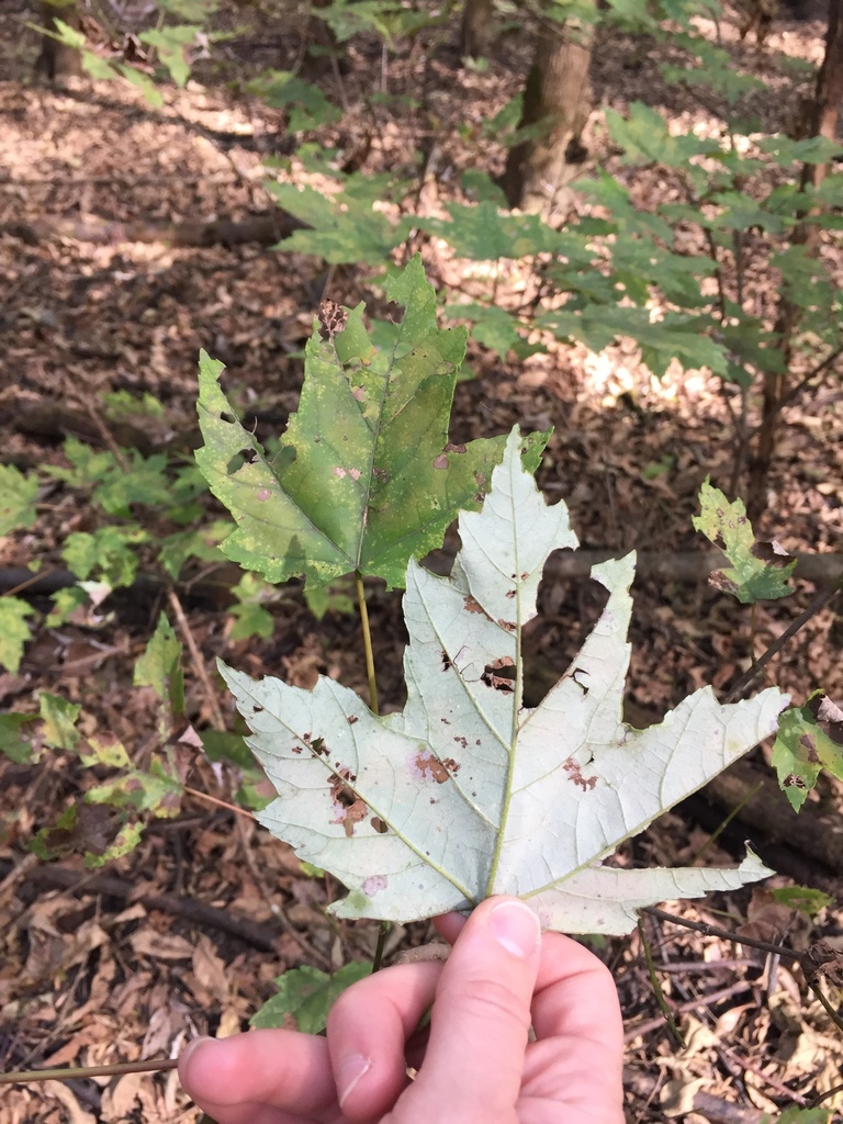 red maple from Bolivar County, MS, USA on October 24, 2018 at 01:45 PM ...