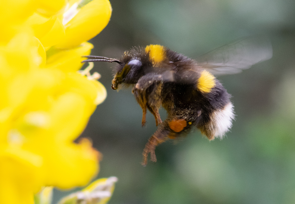 Buff-tailed Bumble Bee from London, UK on April 28, 2023 at 12:56 PM by ...