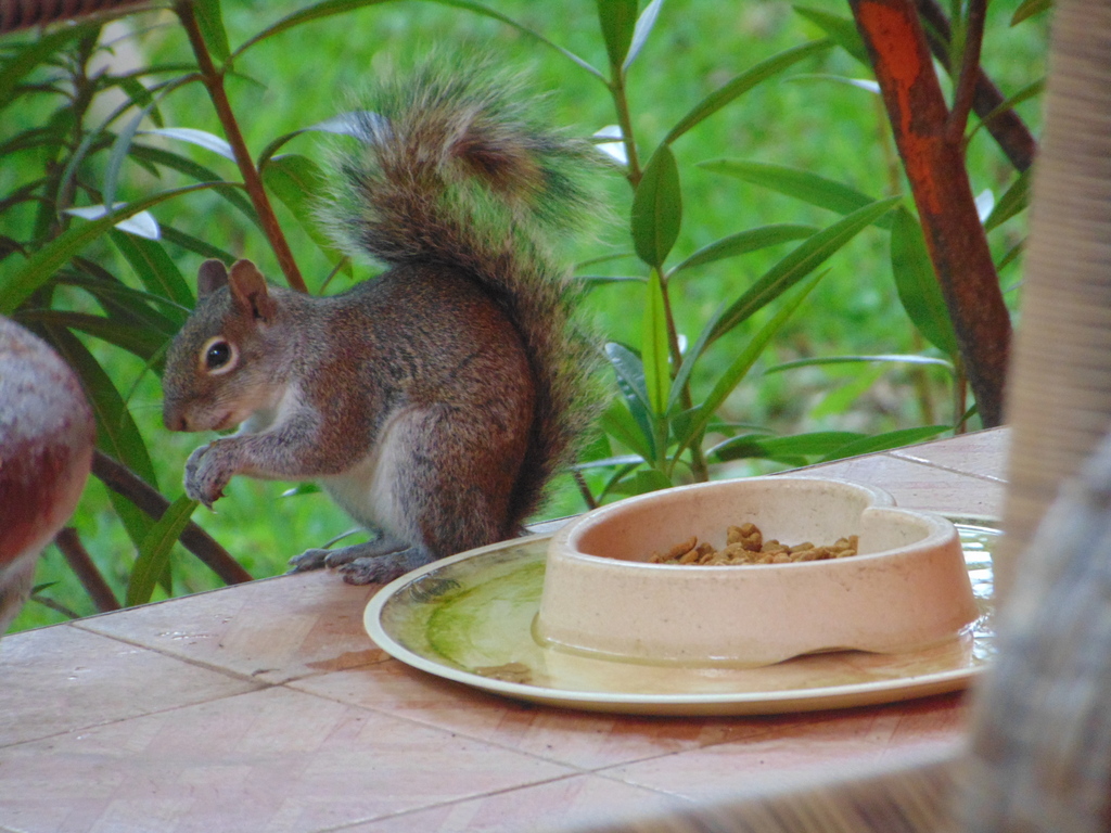 Allen's Squirrel from El Faisán, 67300 Santiago, N.L., México on April ...
