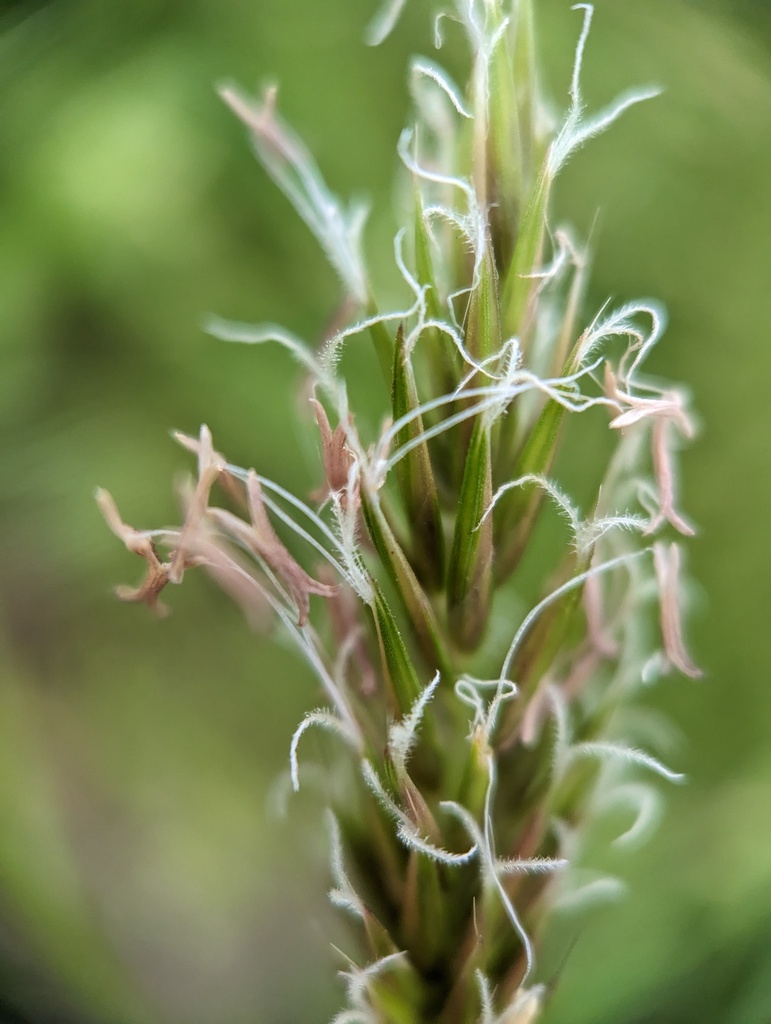 sweet vernal grass from Stratford, London, UK on April 28, 2023 at 05: ...