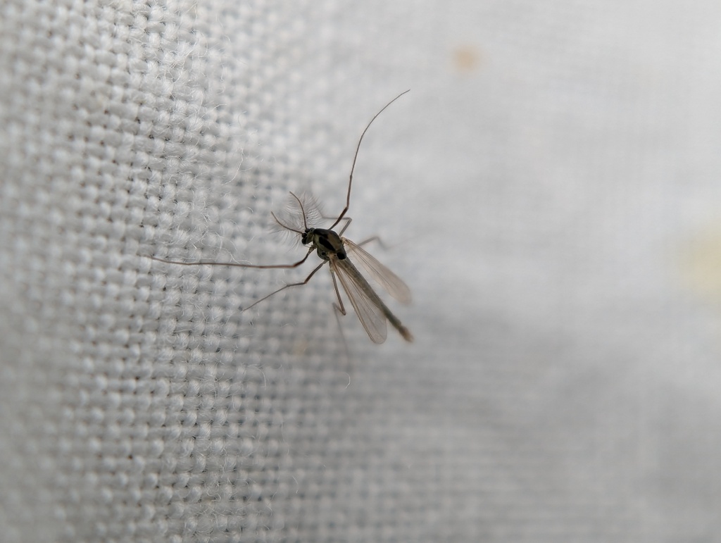 Non-biting Midges from Stratford, London, UK on April 28, 2023 at 05:36 ...