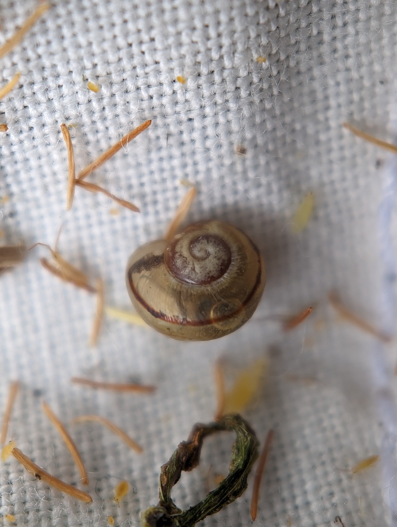 Kentish Snail from Stratford, London, UK on April 28, 2023 at 05:37 PM ...