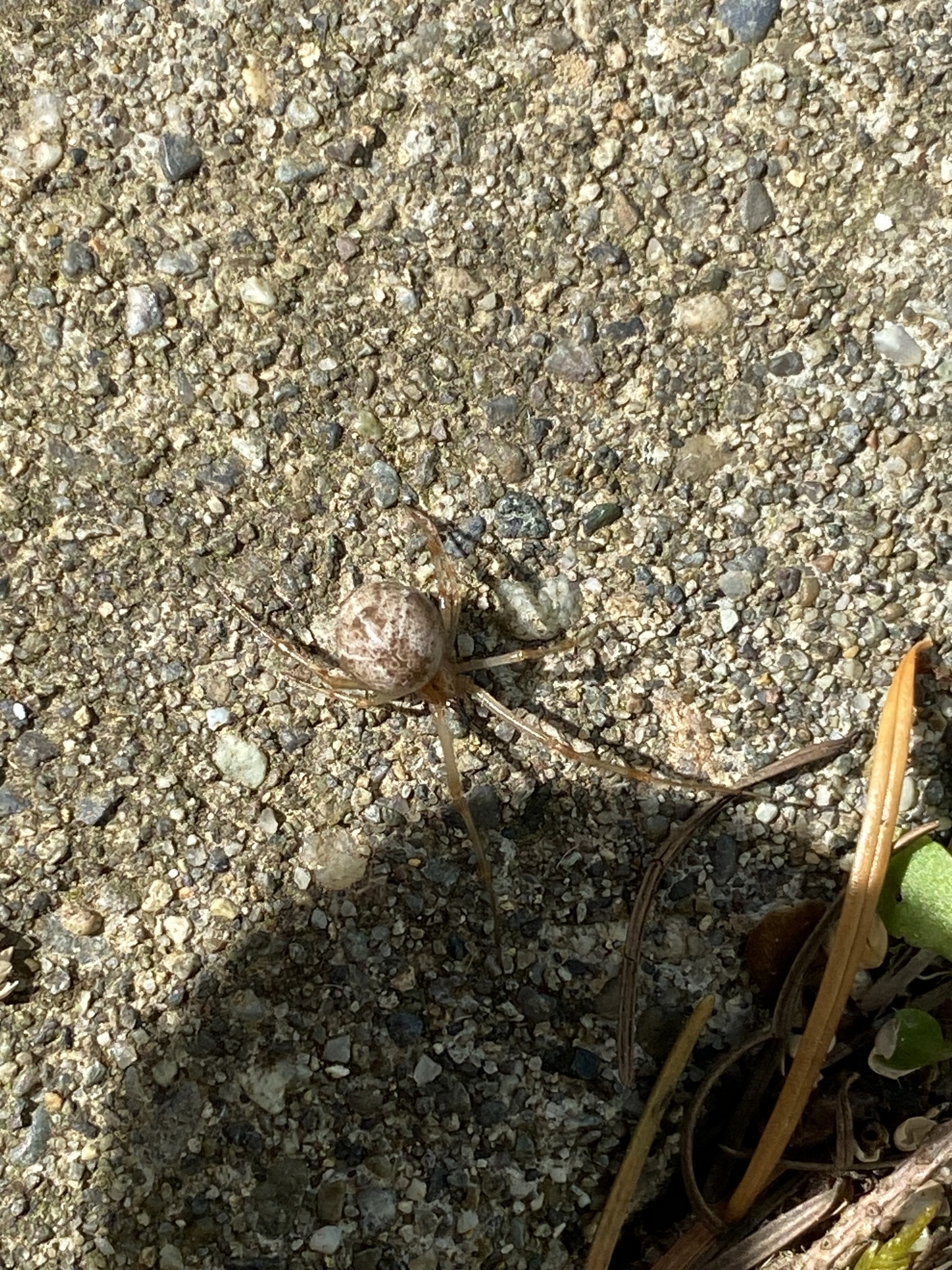 Cryptachaea blattea (Urquhart, 1886)