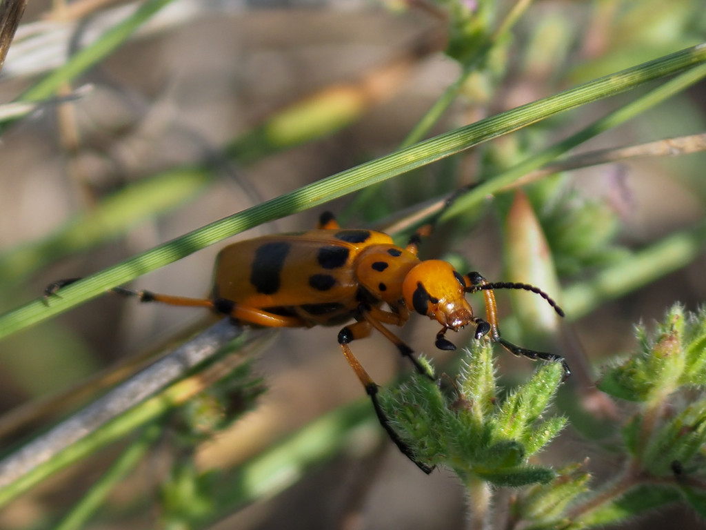 Pyrota postica in April 2023 by aprilsee · iNaturalist