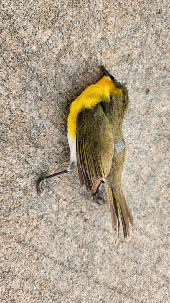 Yellow-breasted Chat from Central High Historic District, Little Rock ...