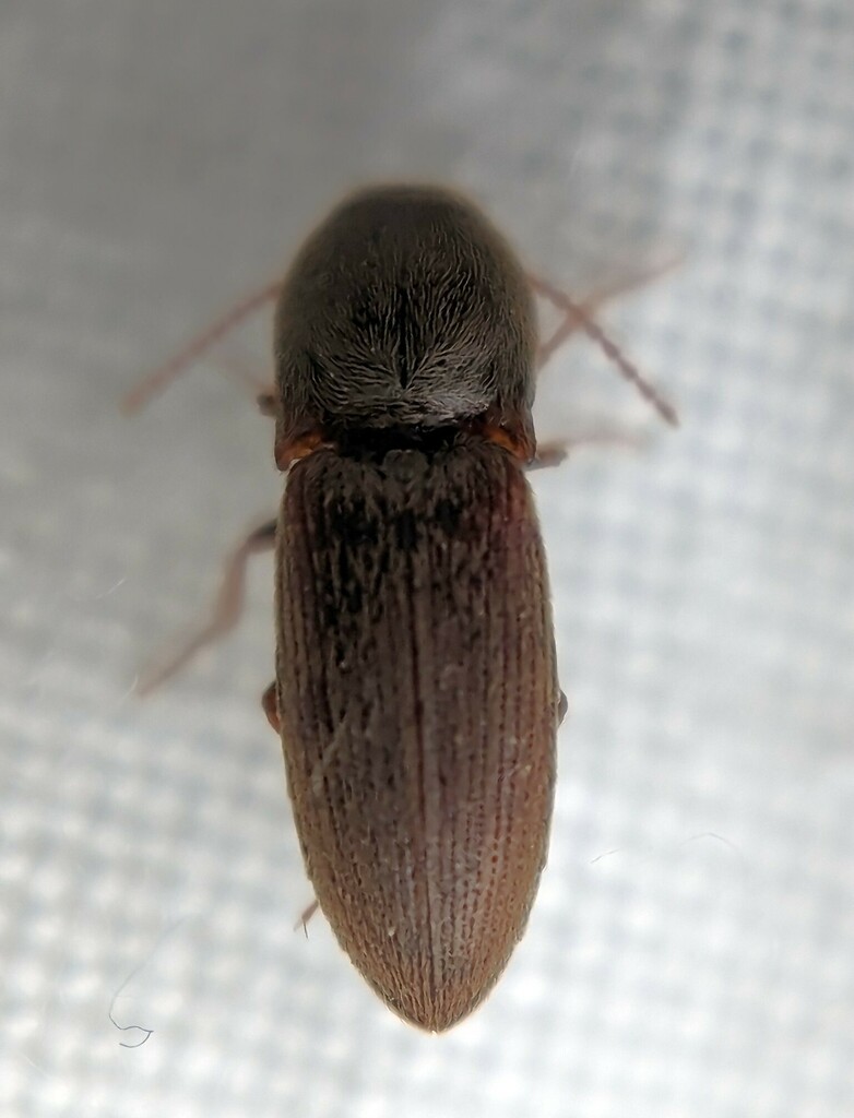 Agriotes from Stratford, London, UK on April 28, 2023 at 05:38 PM by ...