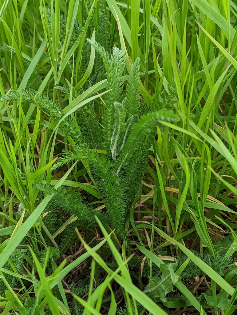 common yarrow from Stratford, London, UK on April 28, 2023 at 06:00 PM ...