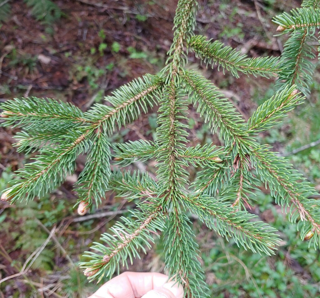 spruces from Cambria County, PA, USA on April 22, 2023 at 08:57 AM by ...