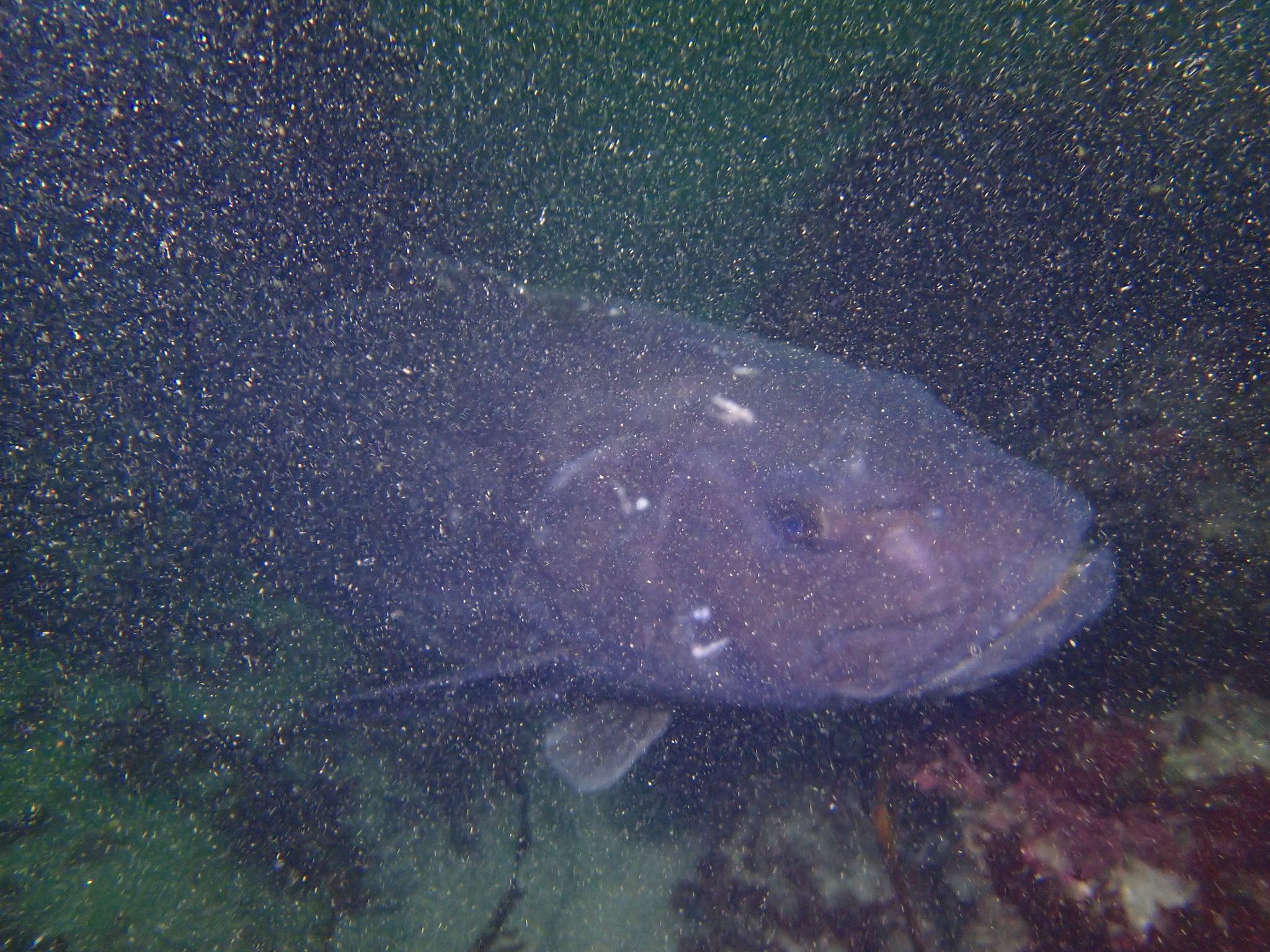 Polyprionidae