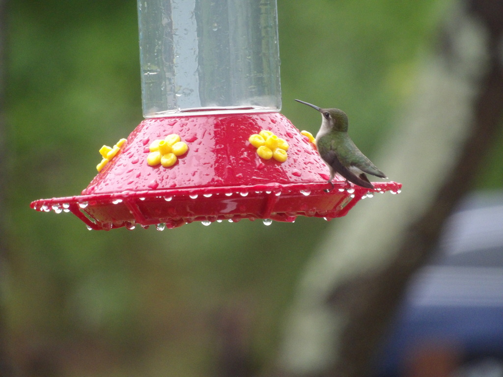 Hummingbirds from Kimesville, NC 27298, USA on April 28, 2023 at 05:31 ...