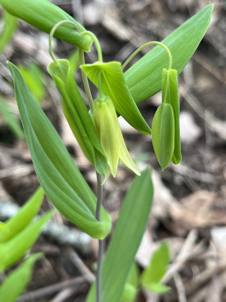 perfoliate bellwort from Tazewell County, VA, USA on April 23, 2023 at ...