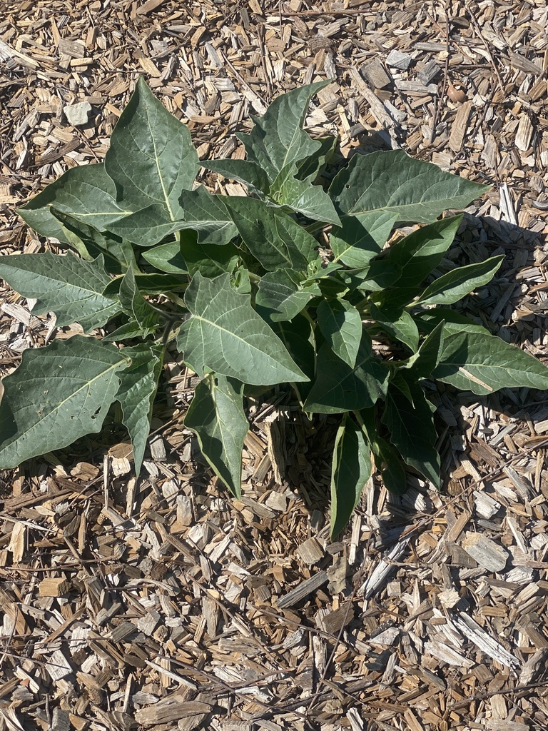 Buffalo Gourd from Brinkerhoff Ave, Santa Ynez, CA, US on April 28 ...