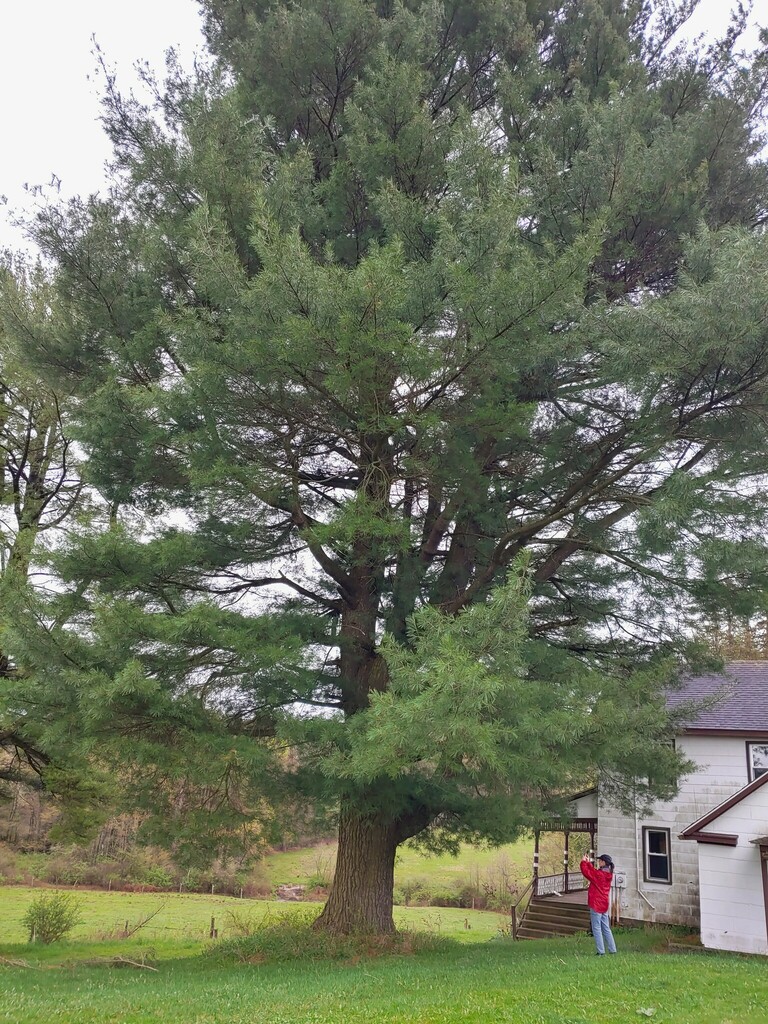 eastern white pine from Cambria County, PA, USA on April 22, 2023 at 12 ...