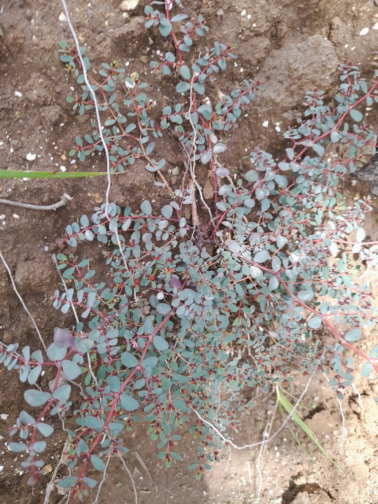 prostrate sandmat from VH6W+WM9, Quito, Ecuador on April 28, 2023 at 11 ...