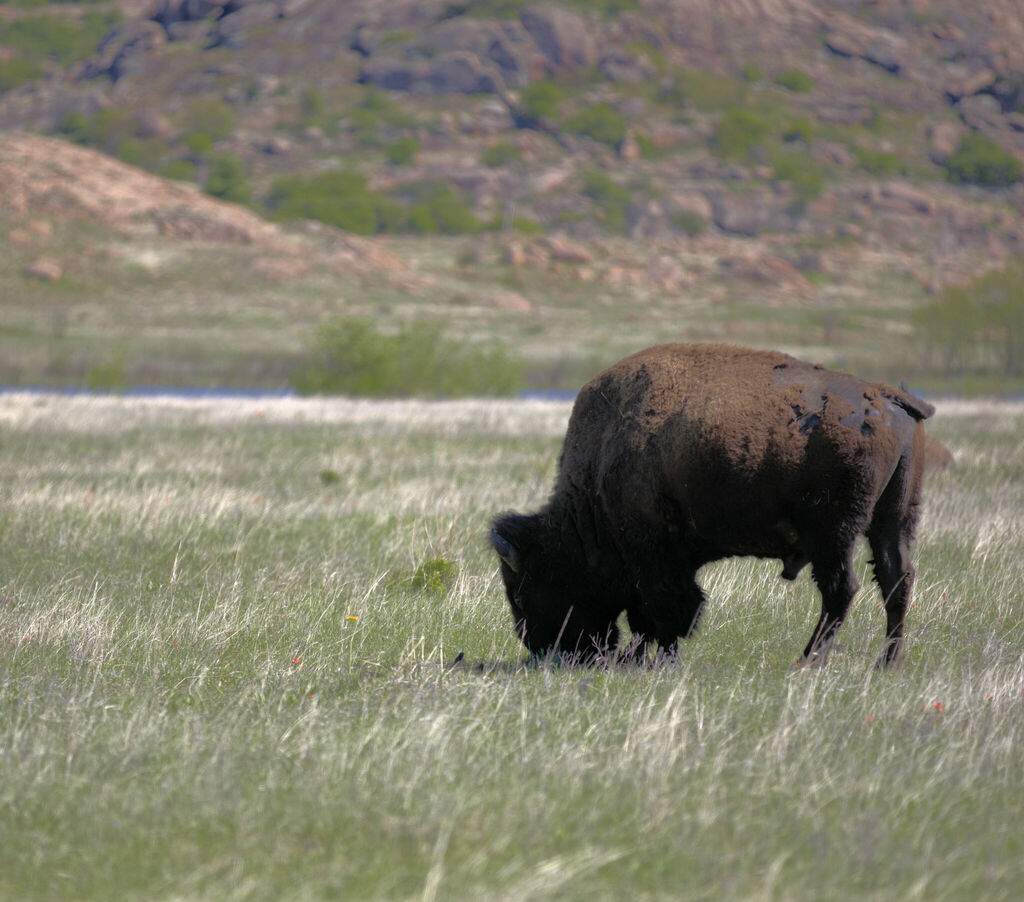 American Bison from Comanche County, OK, USA on April 19, 2019 at 02:56 ...