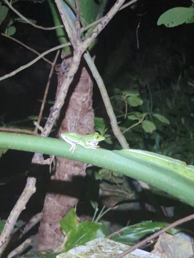 Amami Green Tree Frog in April 2023 by Adam Aslam · iNaturalist