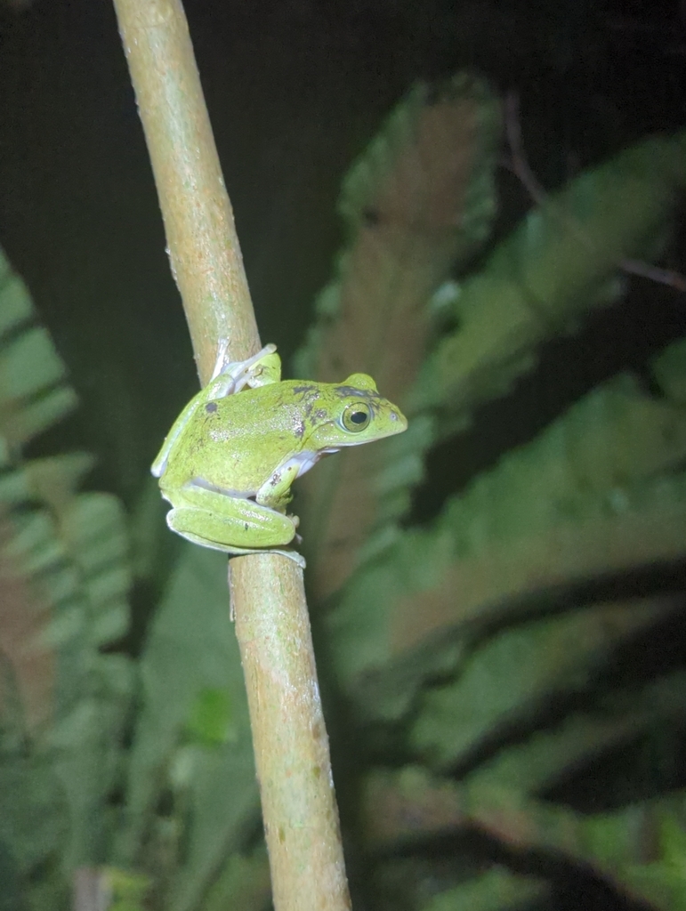 Amami Green Tree Frog in April 2023 by Adam Aslam · iNaturalist