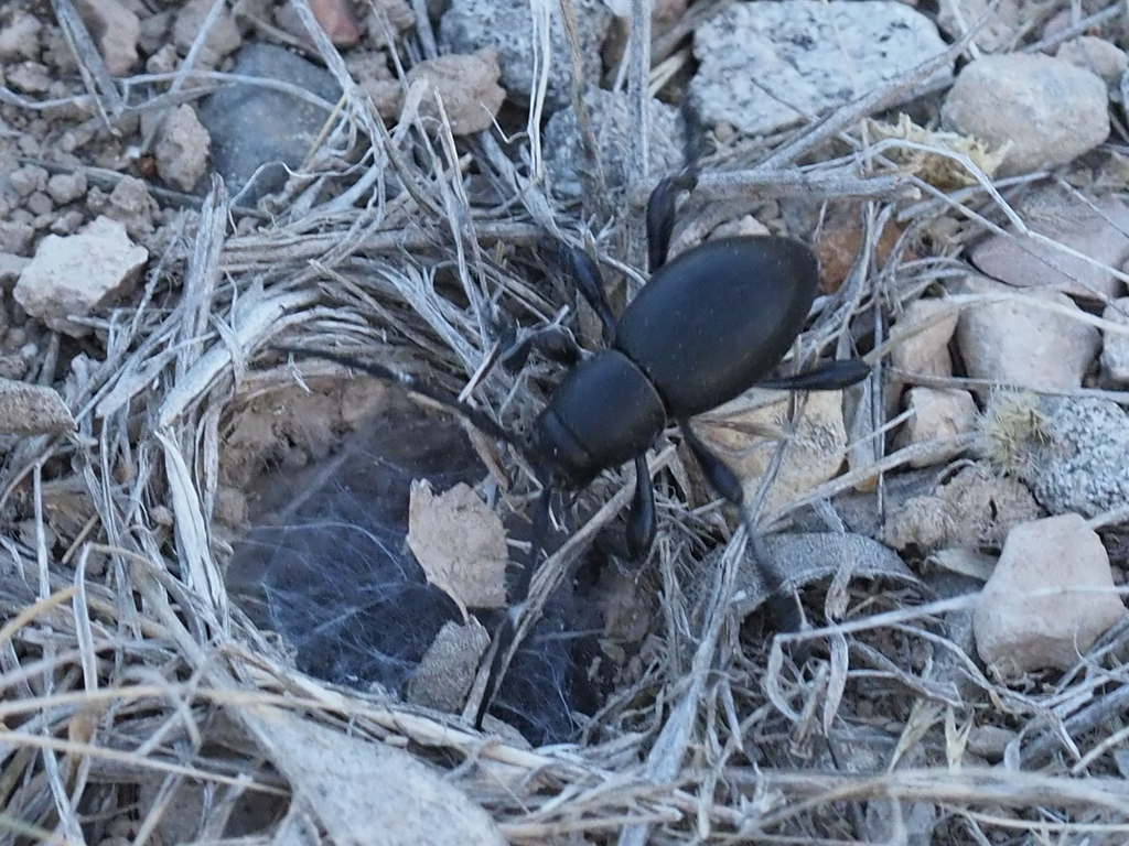 Cactus Longhorn Beetles in April 2023 by aprilsee · iNaturalist